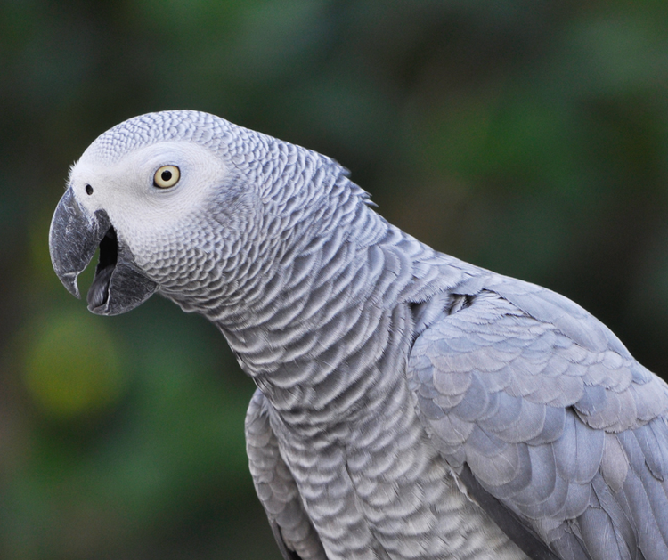 Parrot Diet 101: Exactly What to Feed Your Parrot for Optimal Health ...
