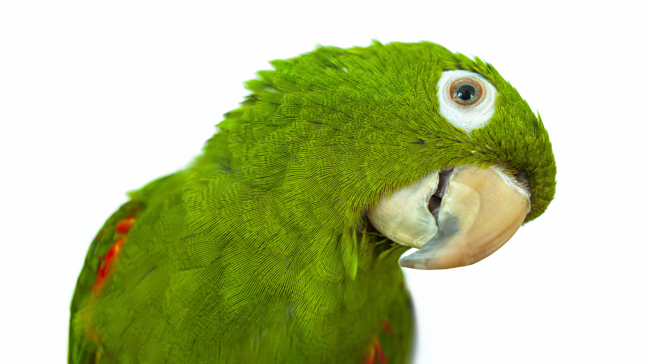 How to Teach a Parrot to Talk — United Parrot kingdom