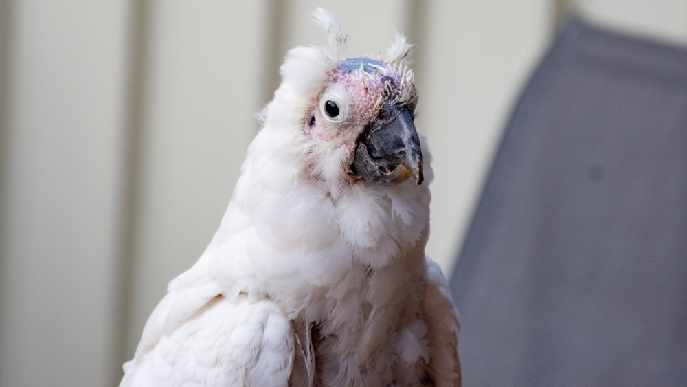 Parrot Diseases: Common Diseases and Their Signs and Symptoms — United ...
