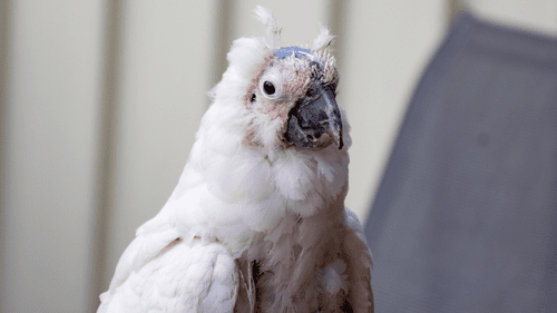 Parrot Diseases: Common Diseases and Their Signs and Symptoms — United ...
