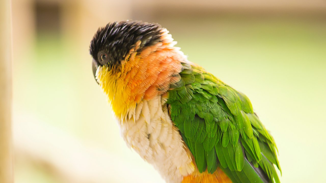 Is a Caique the Right Pet for Me? — United Parrot kingdom