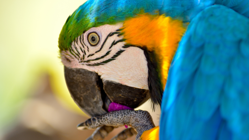 The Importance of Foraging for Parrots: How to Create Enrichment ...