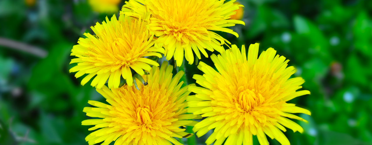 List of safe flowers for parrots — United Parrot kingdom