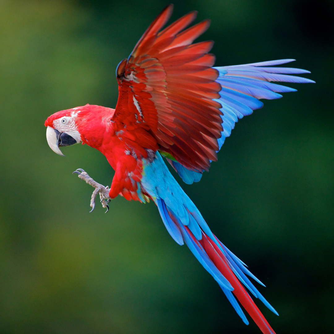 Conservation — United Parrot kingdom