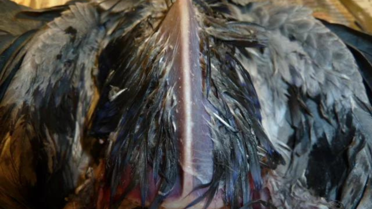 Parrot Diseases: Common Diseases and Their Signs and Symptoms — United ...