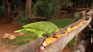 The Importance of Foraging for Parrots: How to Create Enrichment ...