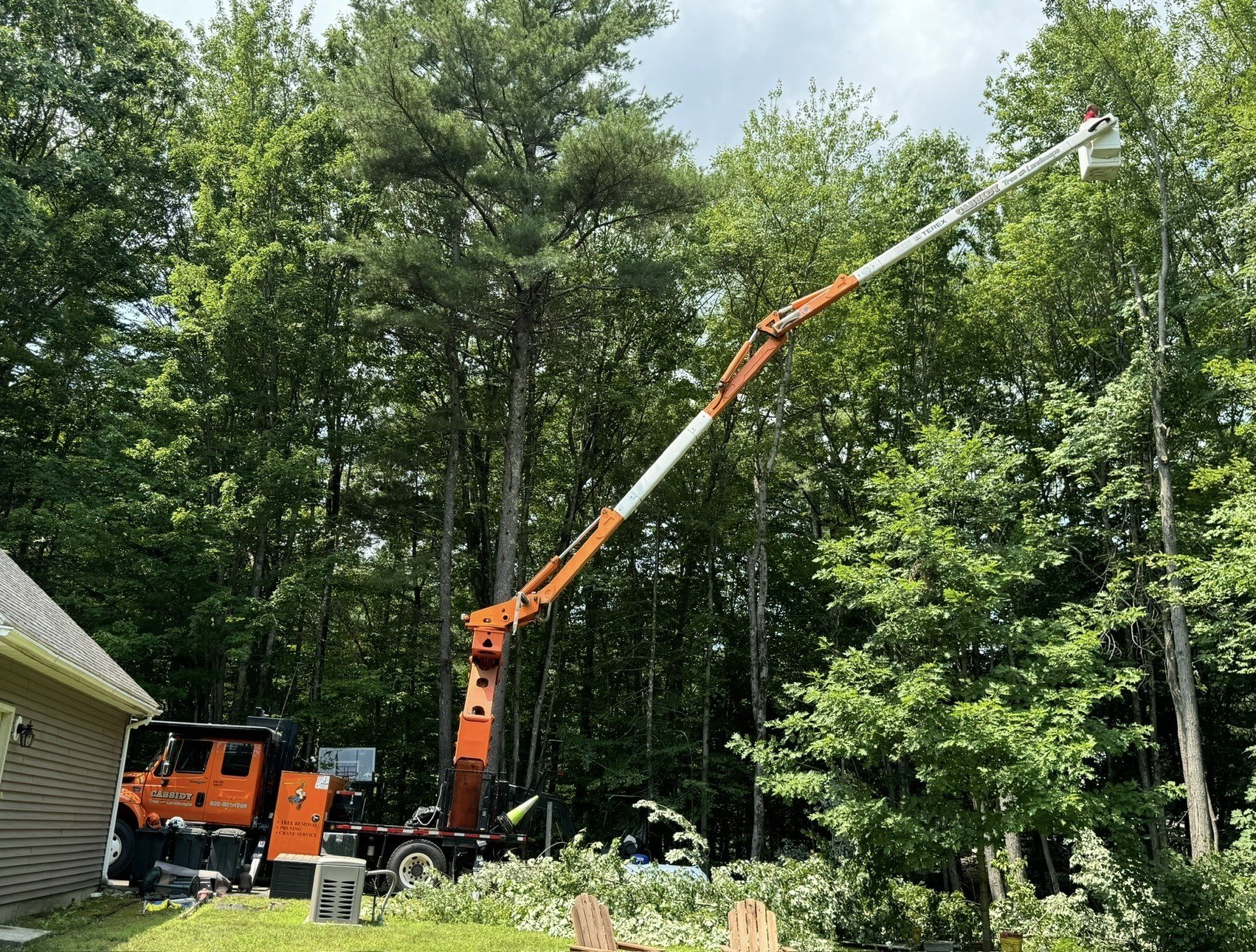 Tree Removal Services — Cassidy Tree & Landscape LLC