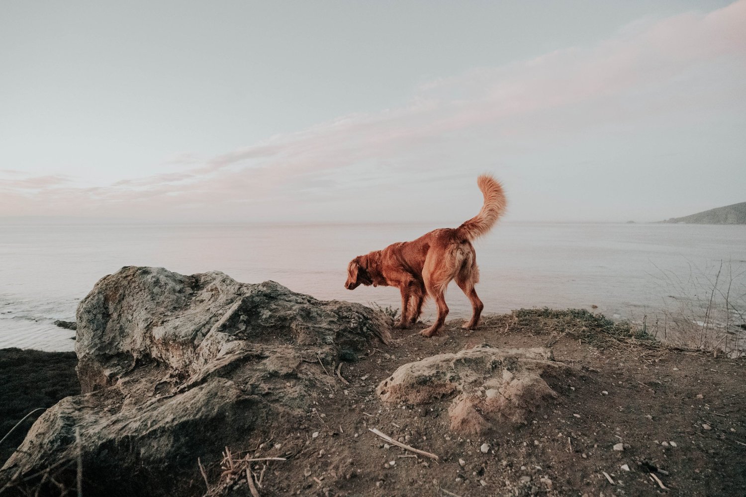 Holistic Dog Training Resources- The Everyday Trainer