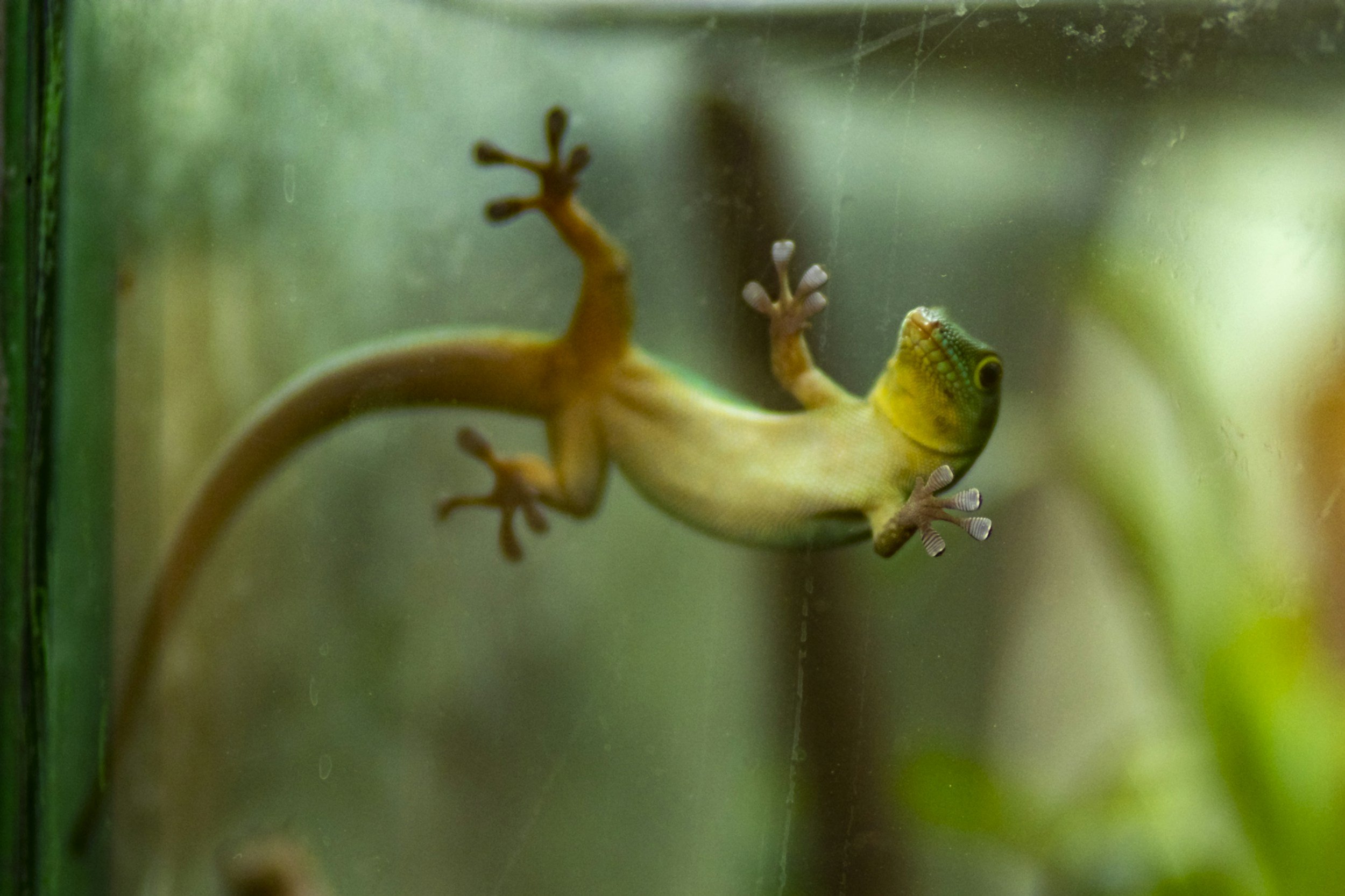 Coping Skill: “Salamander Vagus Nerve Reset” — Therapy with Laney