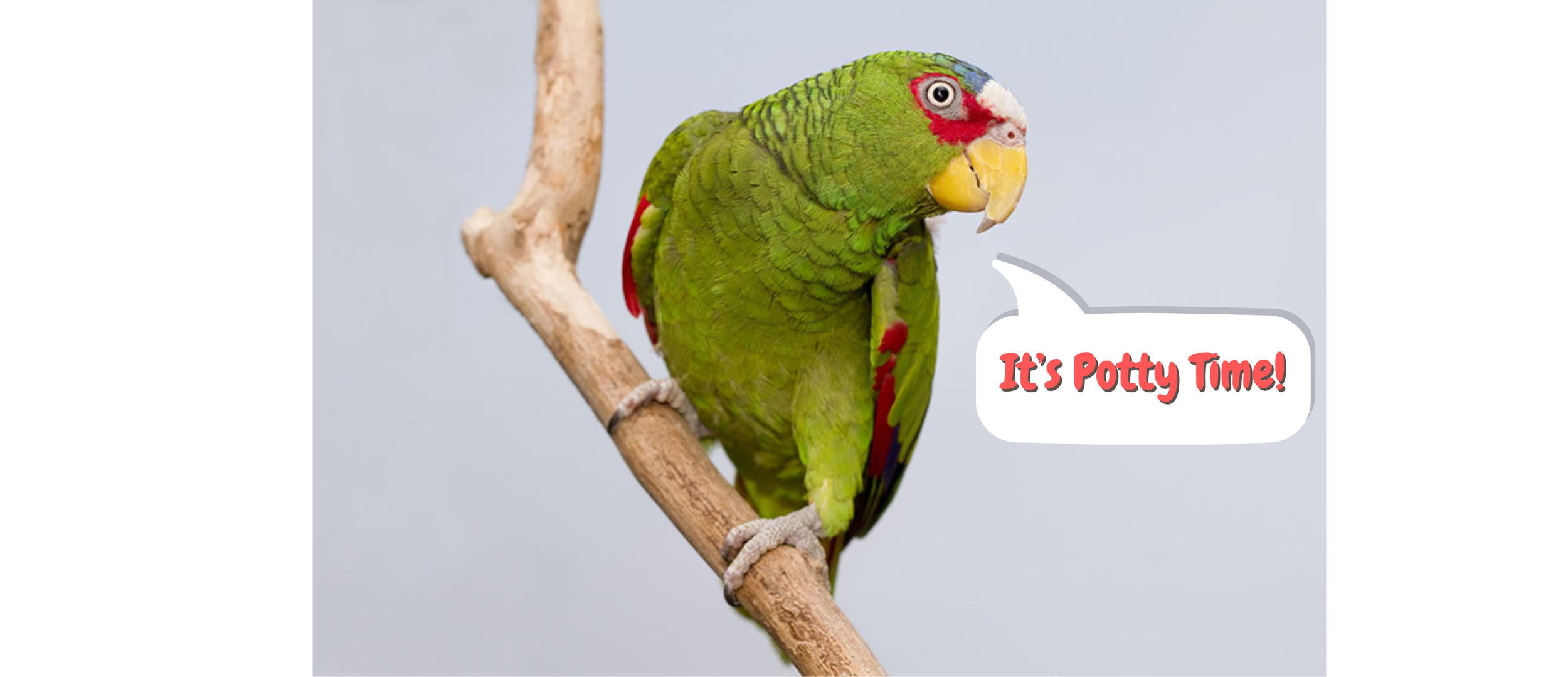 How to Potty Train Your Parrot — BirdieLand