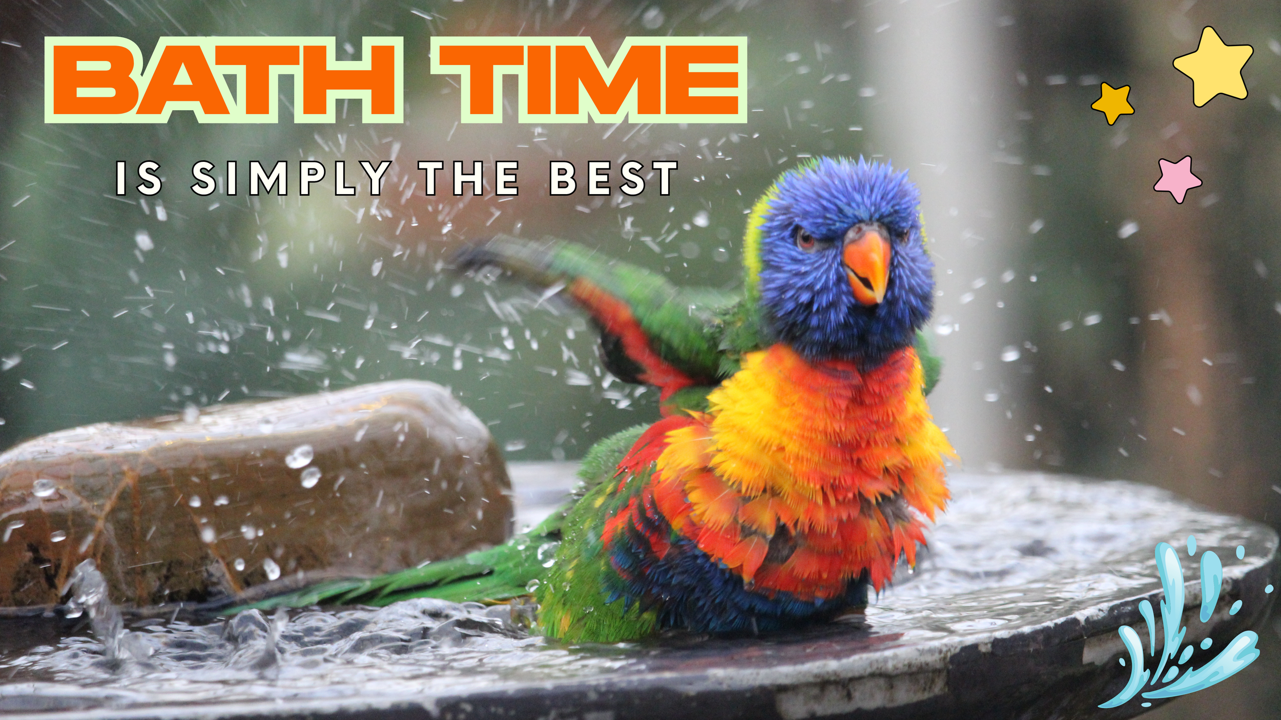 Why Your Parrot Needs Baths — BirdieLand