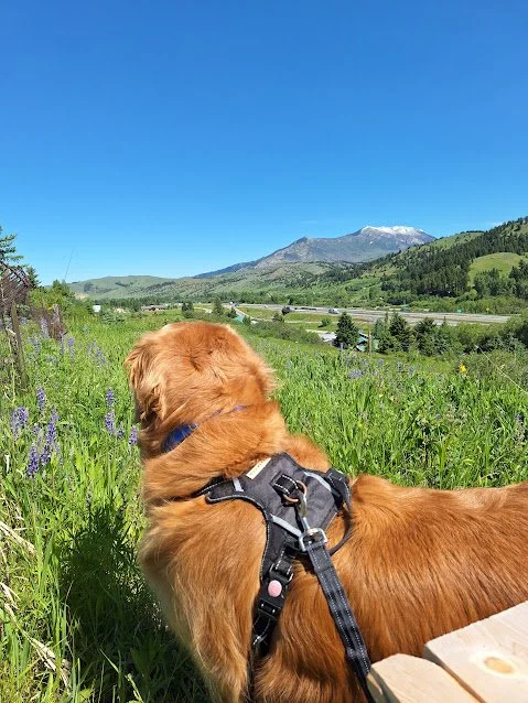 Dog Dayz Bozeman