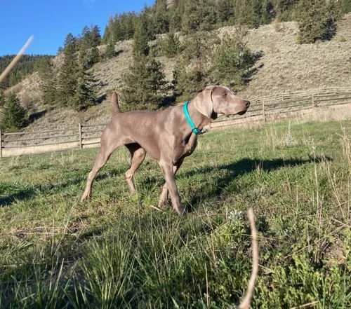 Trax Weimaraners