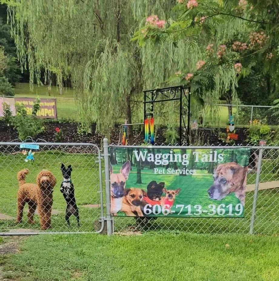 Wagging Tails Doggy Daycare