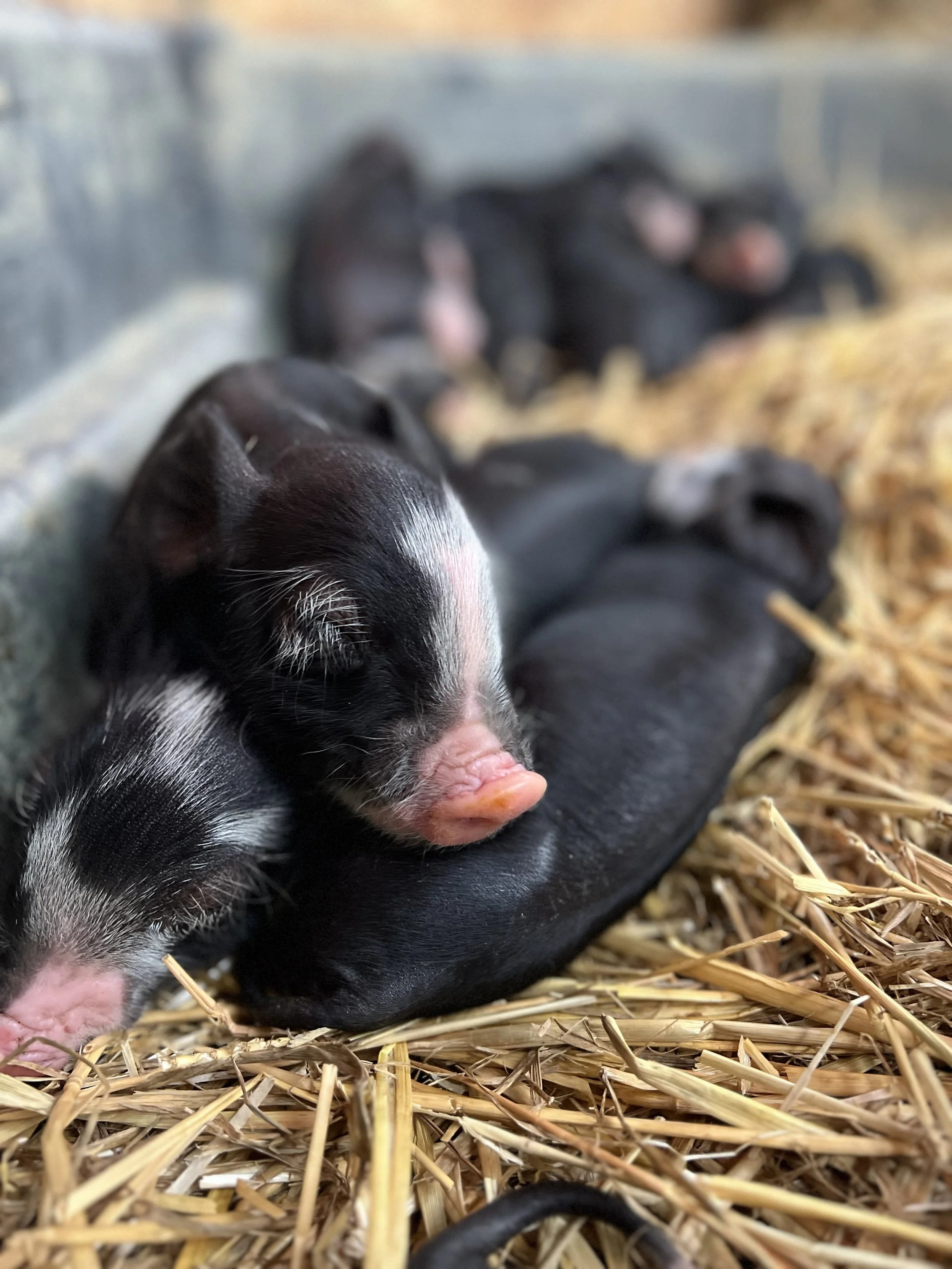 Available Livestock: Pigs & Pasture-Raised Whole or Half Hog Pork ...