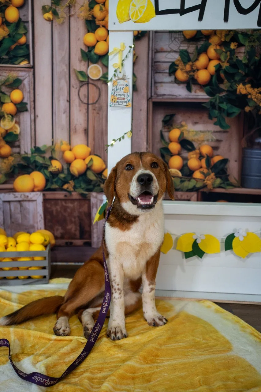 Paws of the Pines Rescue