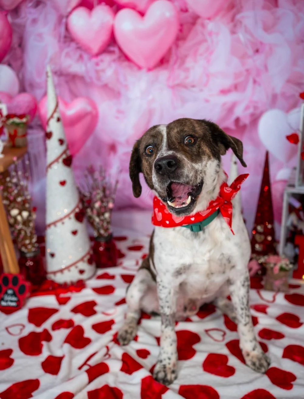 Adoptables — Paws of the Pines Rescue