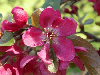 Flowering Crabapple — BranchOutBurlington!