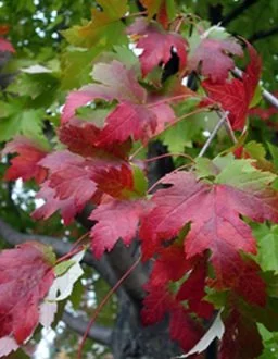 Freeman Maple – ‘Marmo’ — BranchOutBurlington!