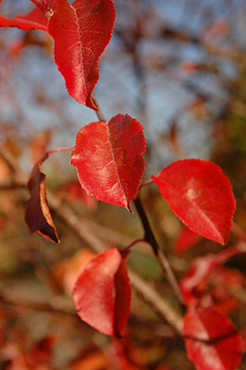 Pear – Korean Sun™ — BranchOutBurlington!