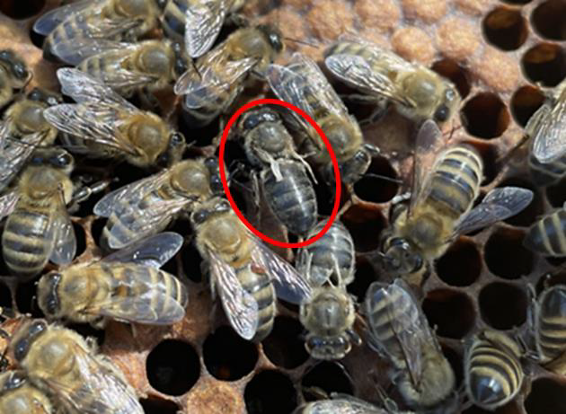 Varroa Life Cycle — National Varroa Mite Management Program