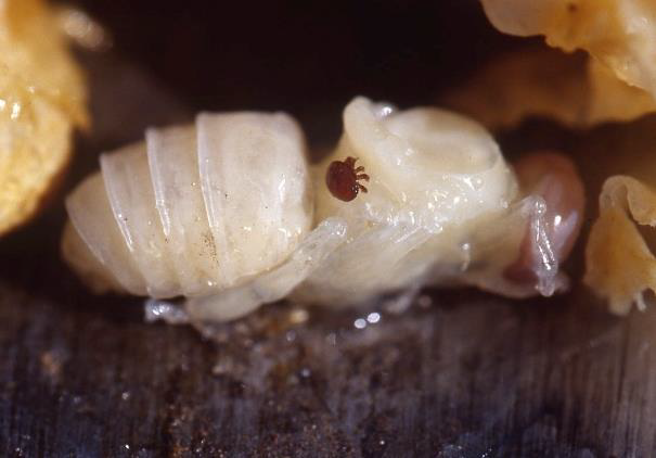 Varroa Life Cycle — National Varroa Mite Management Program