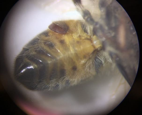 Varroa Life Cycle — National Varroa Mite Management Program