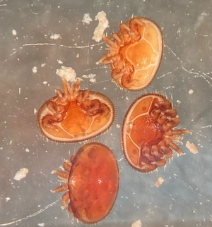 Varroa Life Cycle — National Varroa Mite Management Program