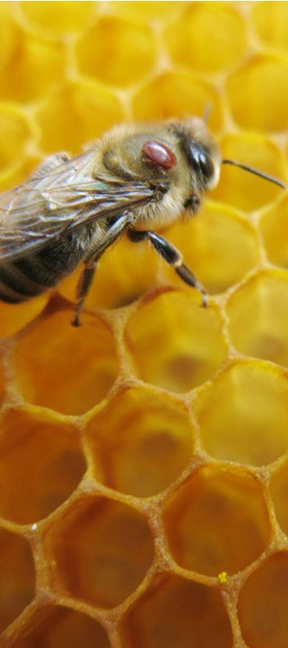 Management — National Varroa Mite Management Program