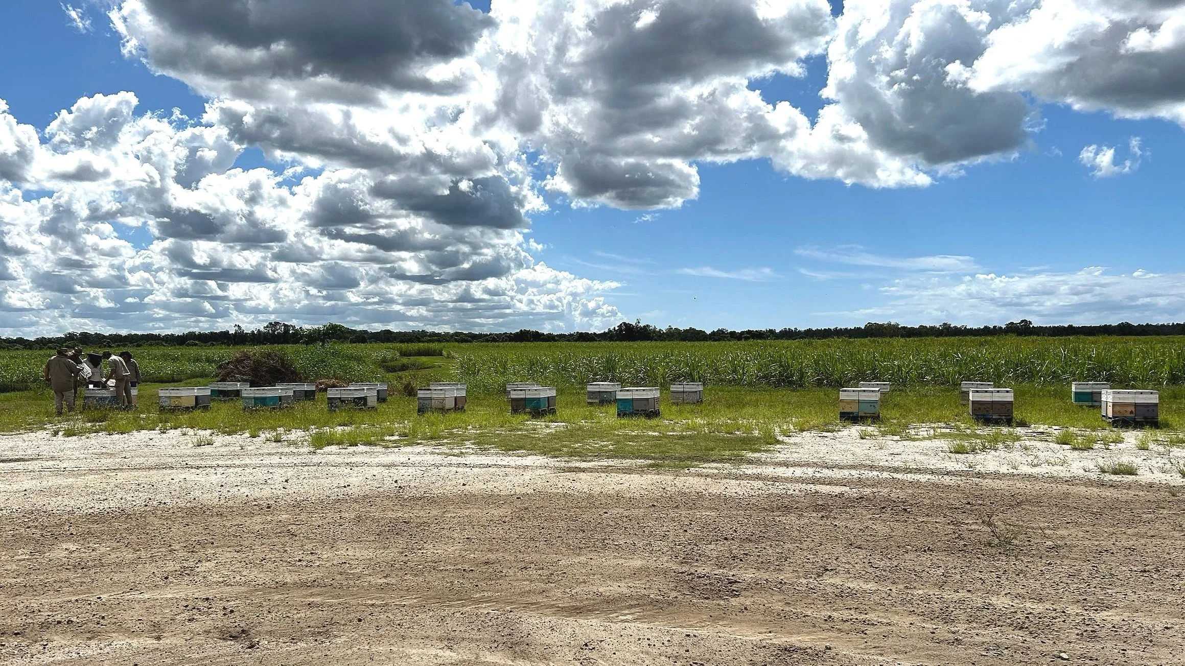 Report New — National Varroa Mite Management Program