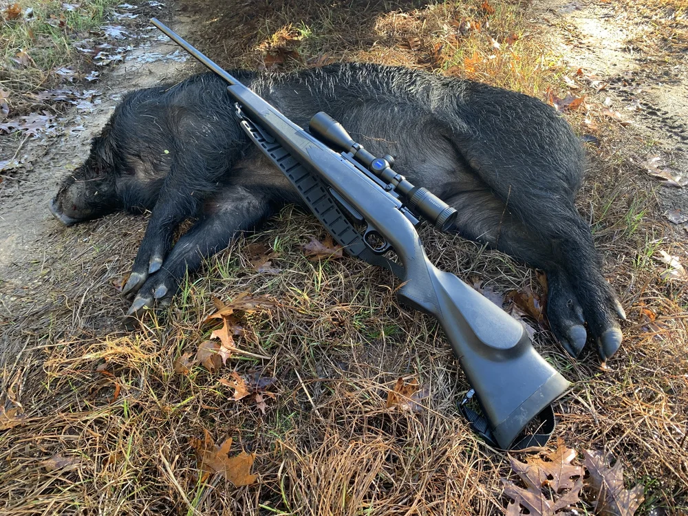 Wild Hog — Casey's Hunting Camp