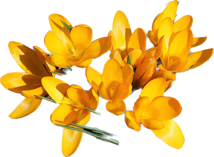 Beetrice B.E. — Pendog Creative Library