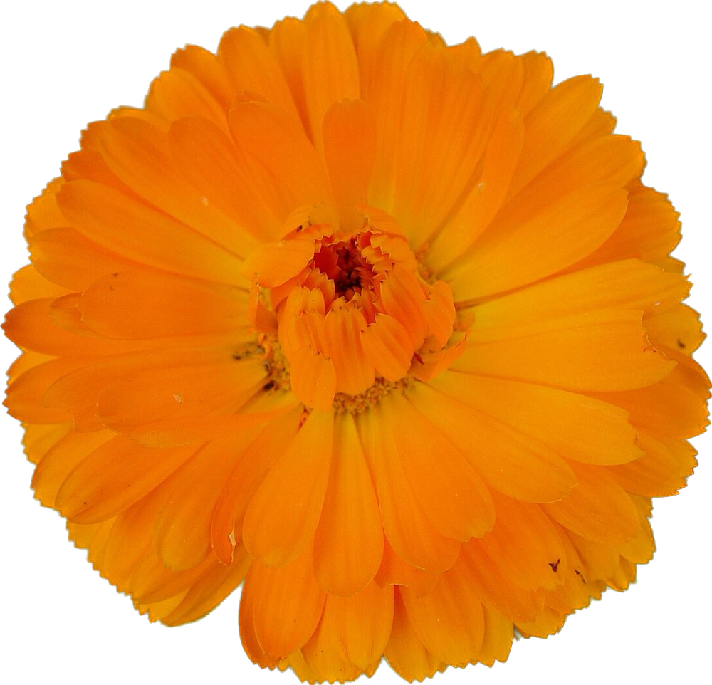 Beetrice B.E. — Pendog Creative Library