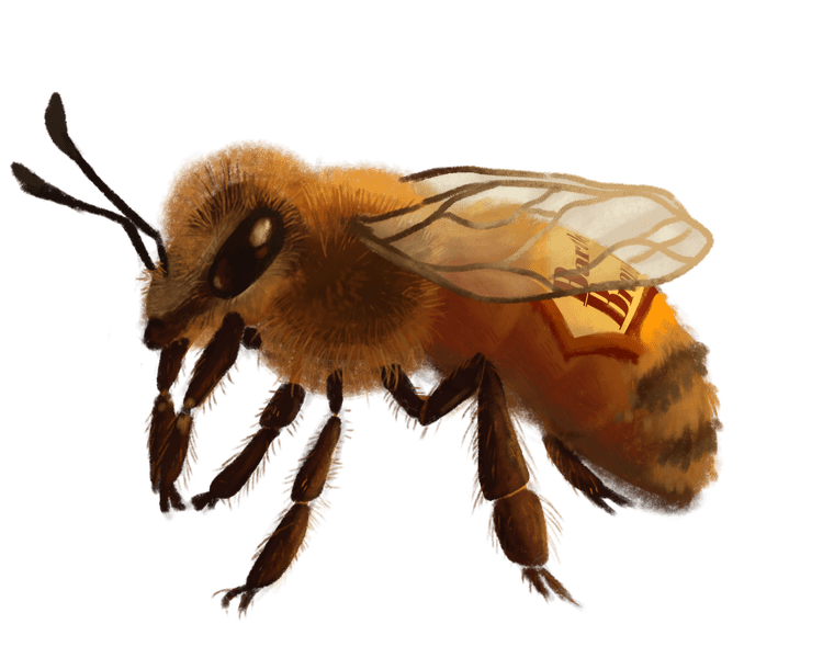 Beetrice B.E. — Pendog Creative Library