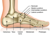 Rating Schedule for The Ankle | Find out how the VA rates the ankle ...