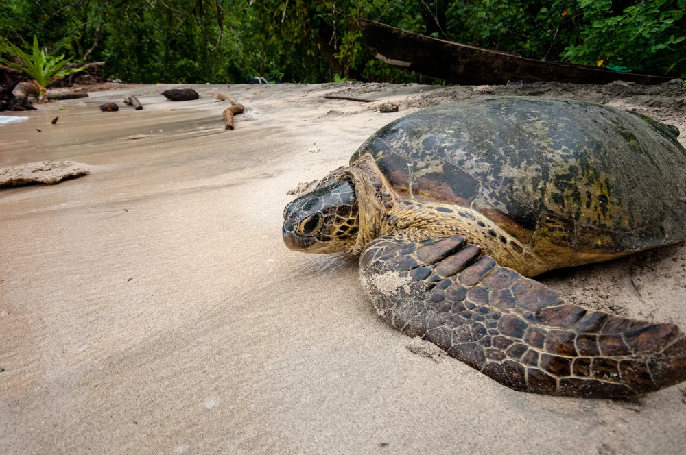 Conferences — Society for Conservation Biology Oceania