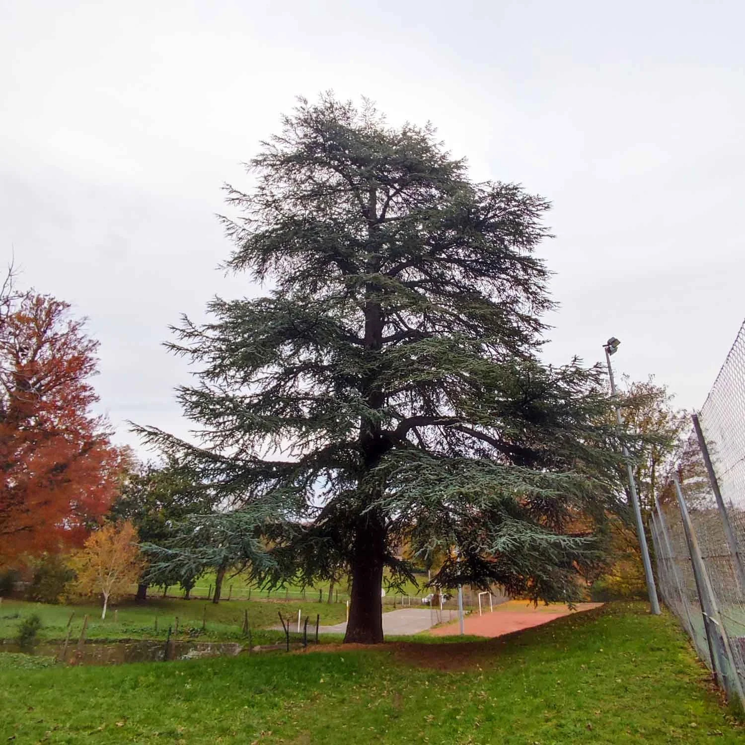 Arbrecologie — 🌲 Sous un Cèdre de Fontaines-Saint-Martin : Sécurité ...