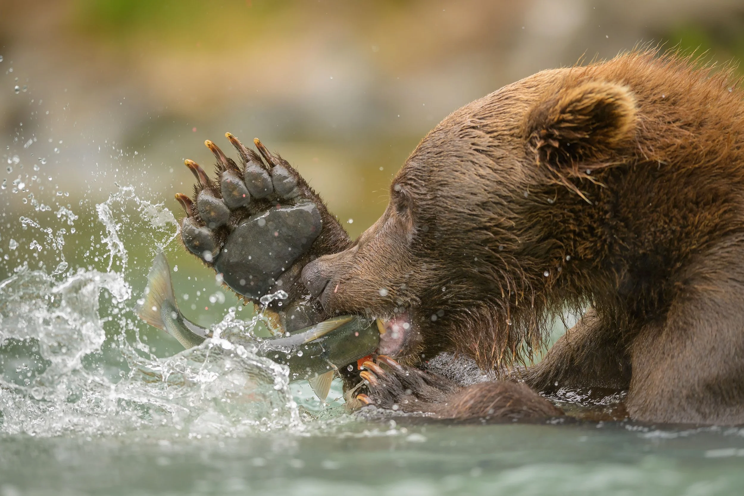 Epic Bears by Float Plane 2026 — PhotoWILD Workshops