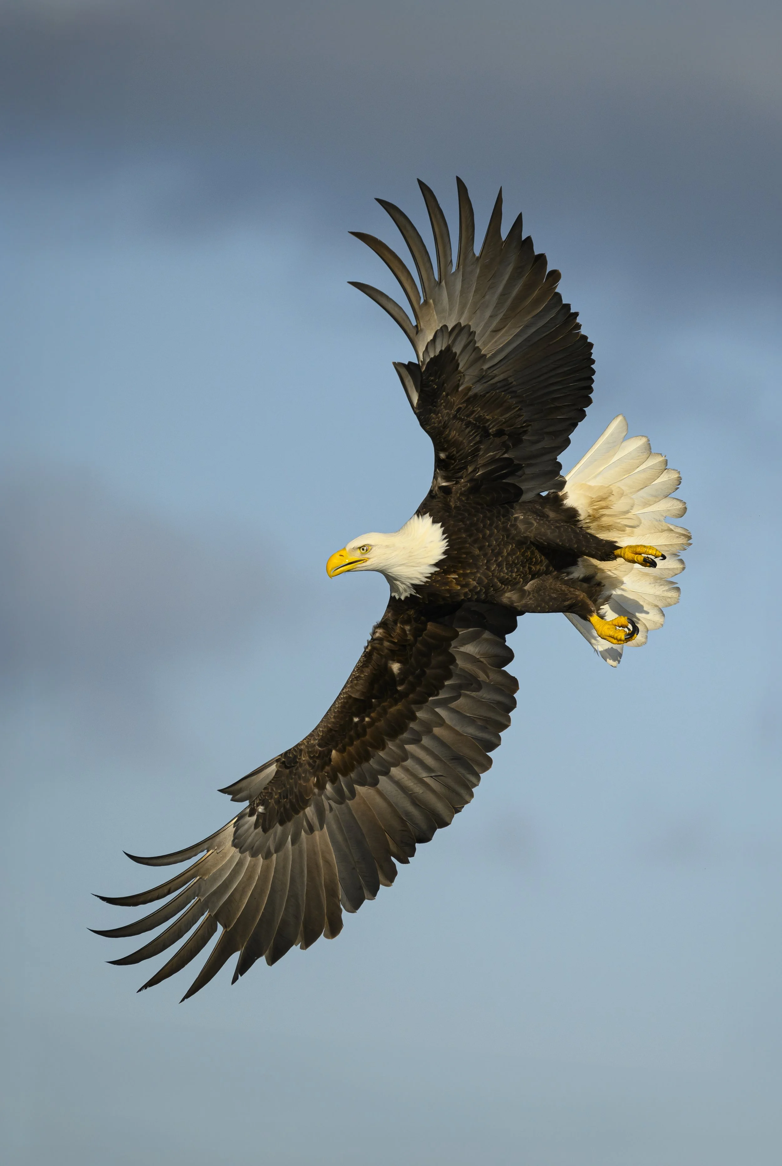 Epic Eagles of Alaska 2026 — PhotoWILD Workshops