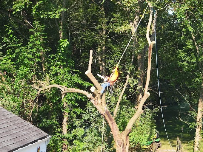 Photos — Scotts Tree Experts LLC