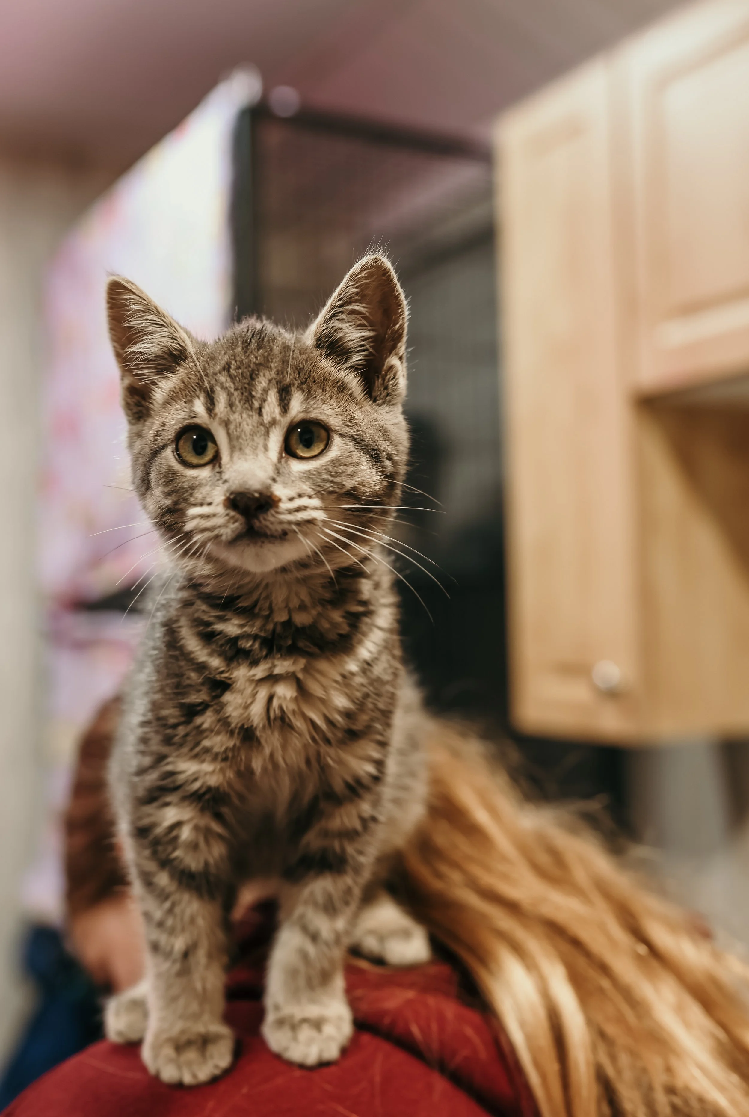 Pinot — Rags to Riches Cat Rescue