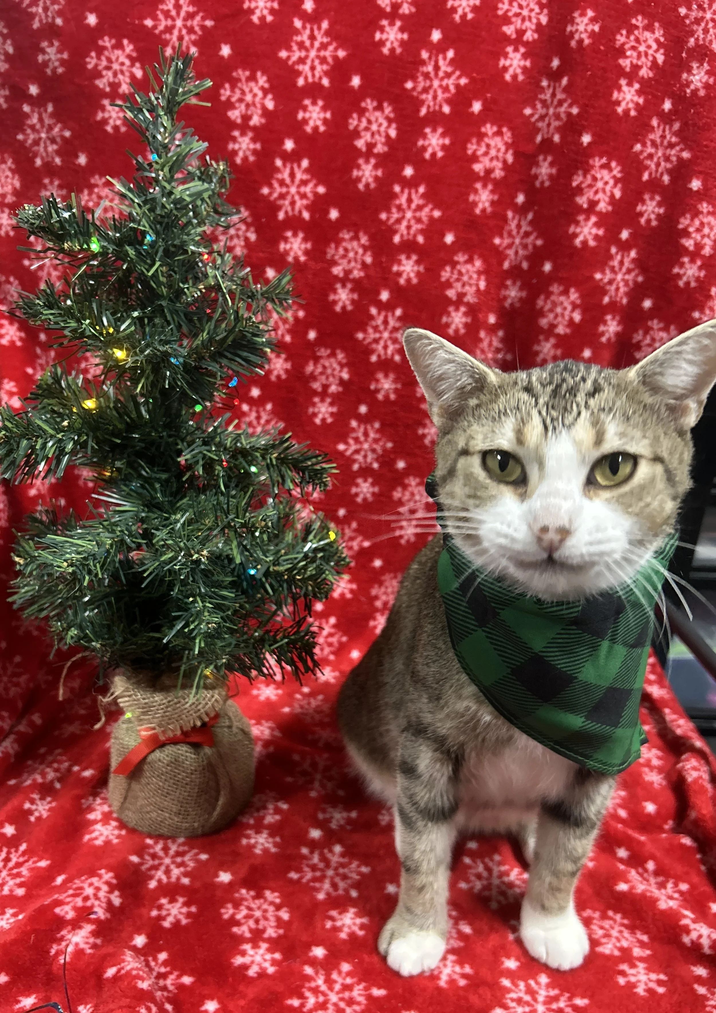 Merlot — Rags to Riches Cat Rescue