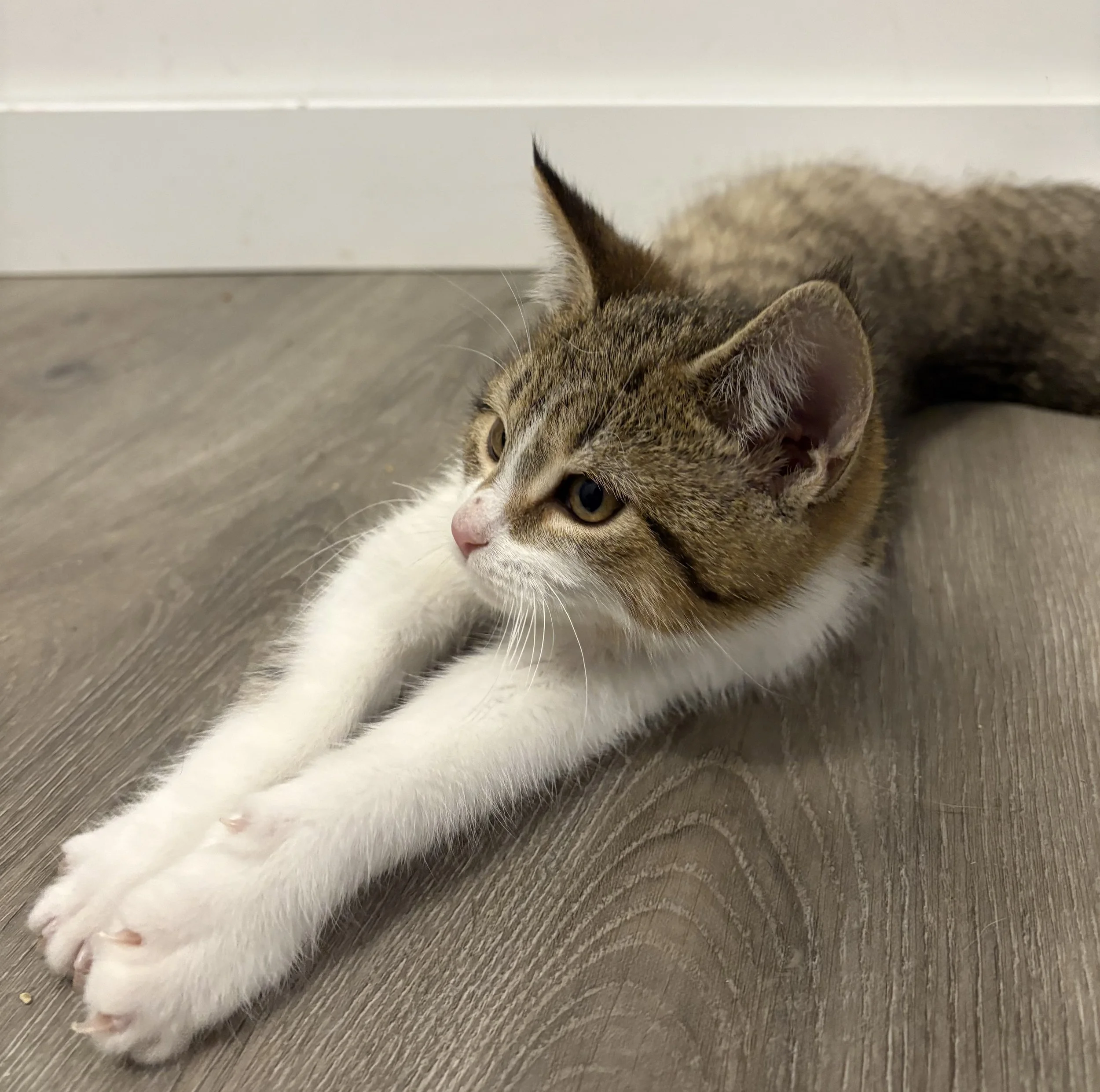 Finnegan — Rags to Riches Cat Rescue