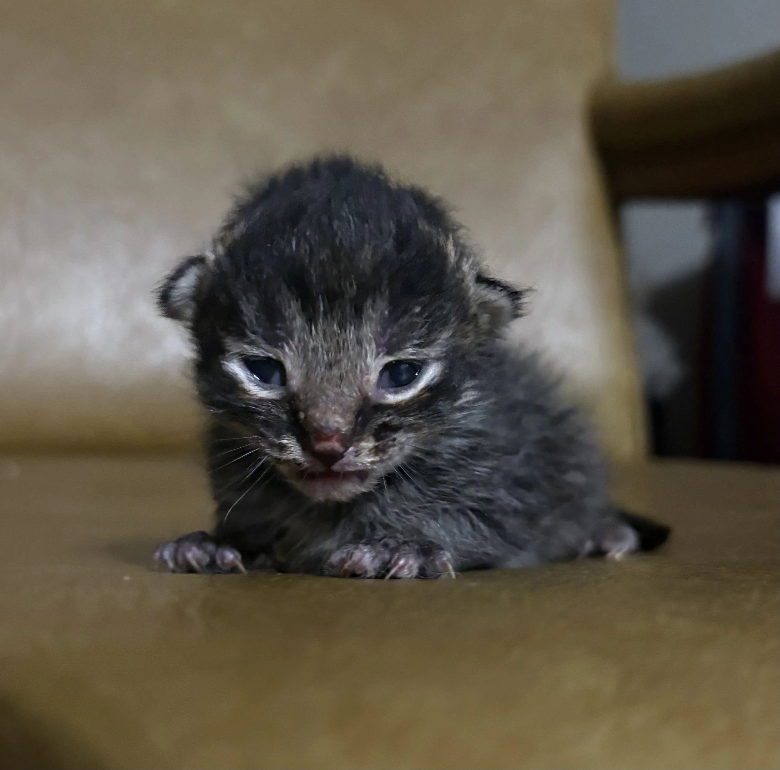 Snickerdoodle — Rags to Riches Cat Rescue