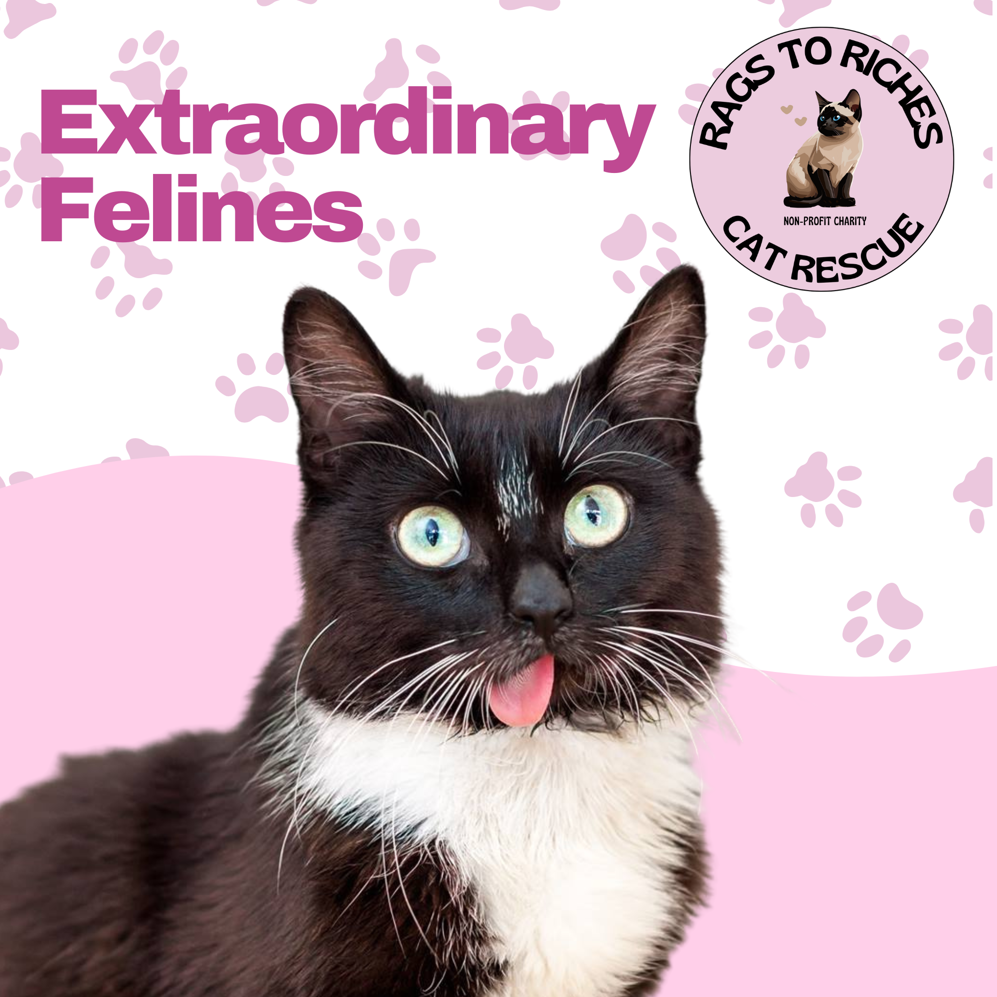 Rags to Riches Cat Rescue