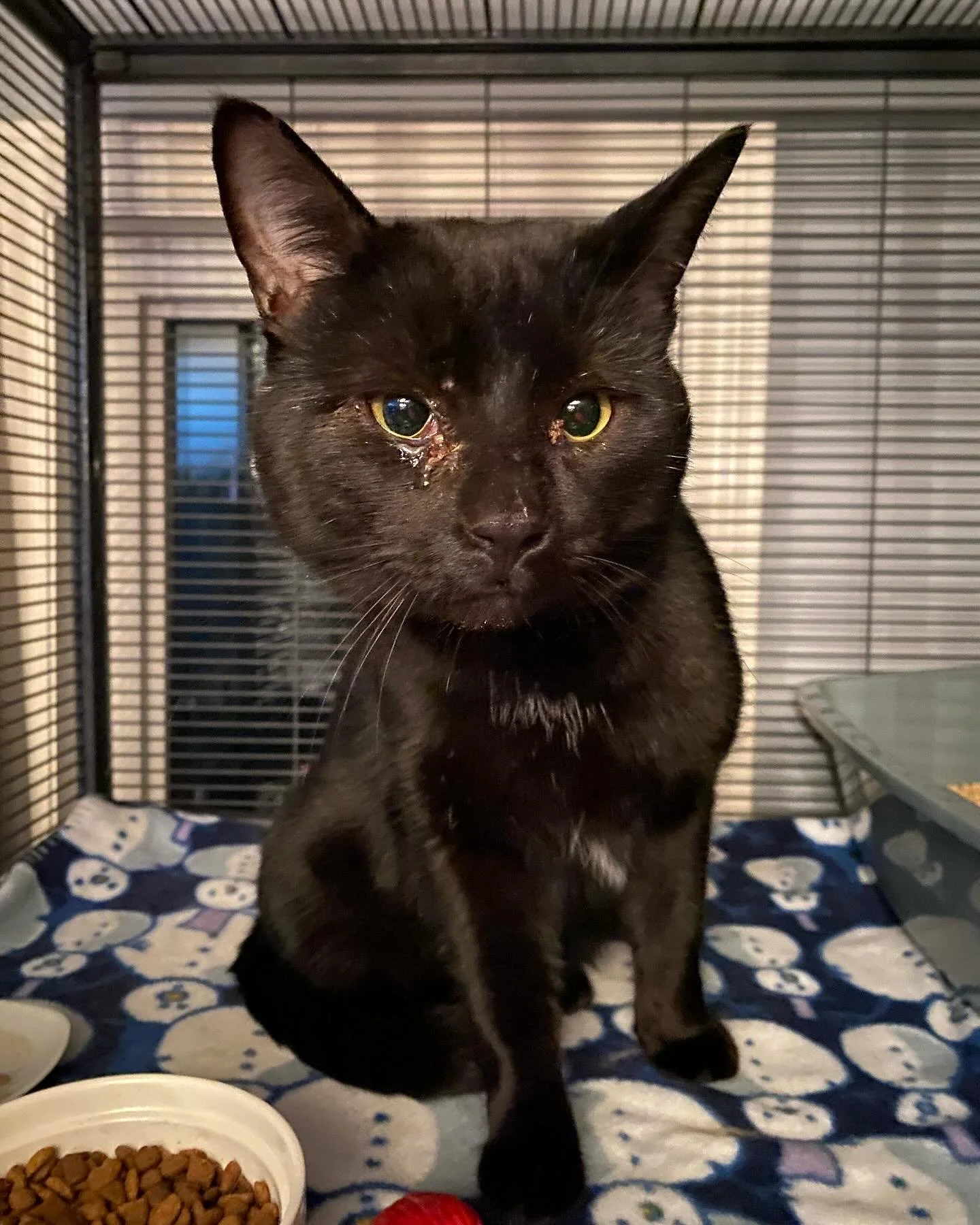 Adoption Information — Rags to Riches Cat Rescue