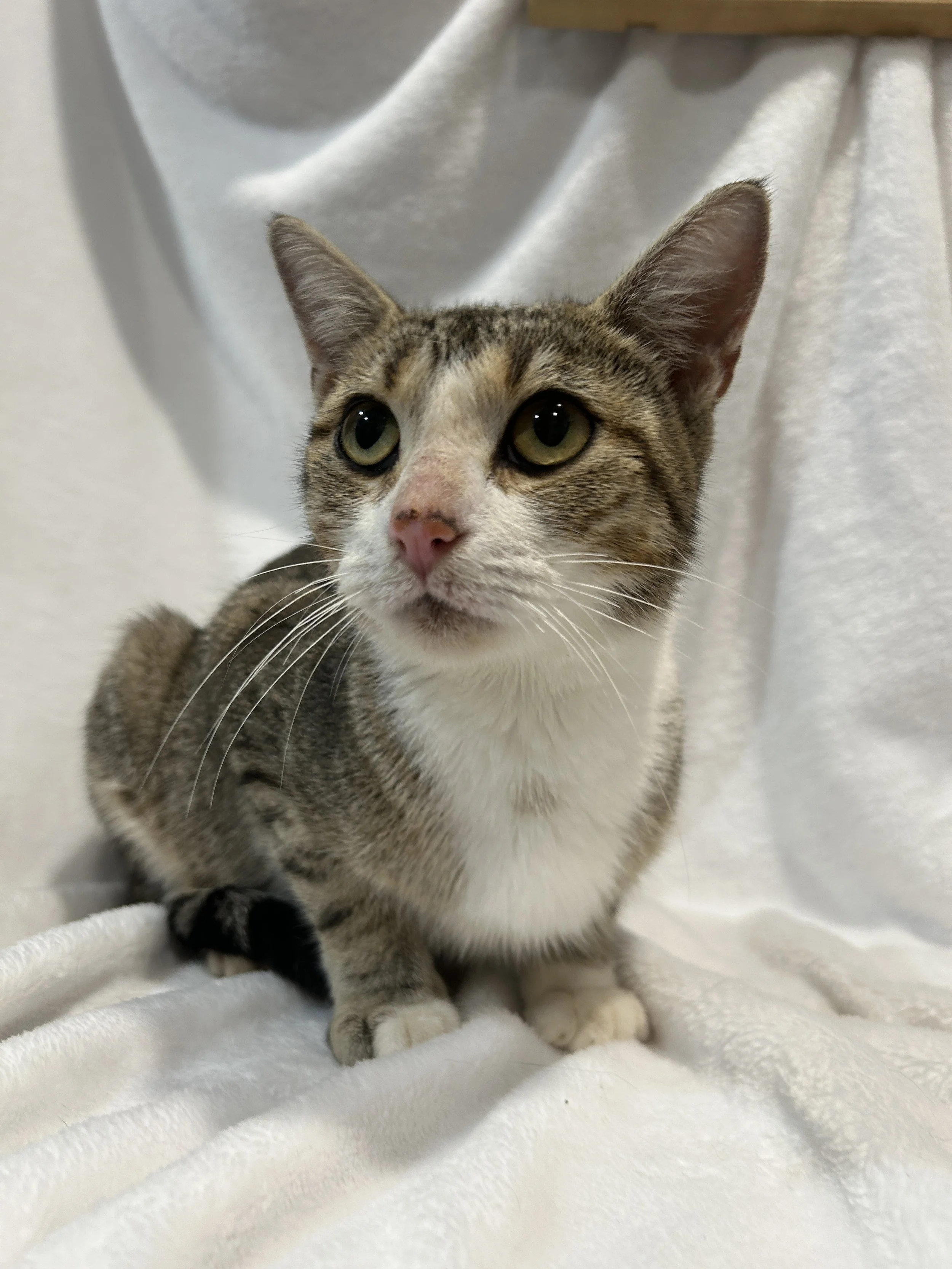 Merlot — Rags to Riches Cat Rescue