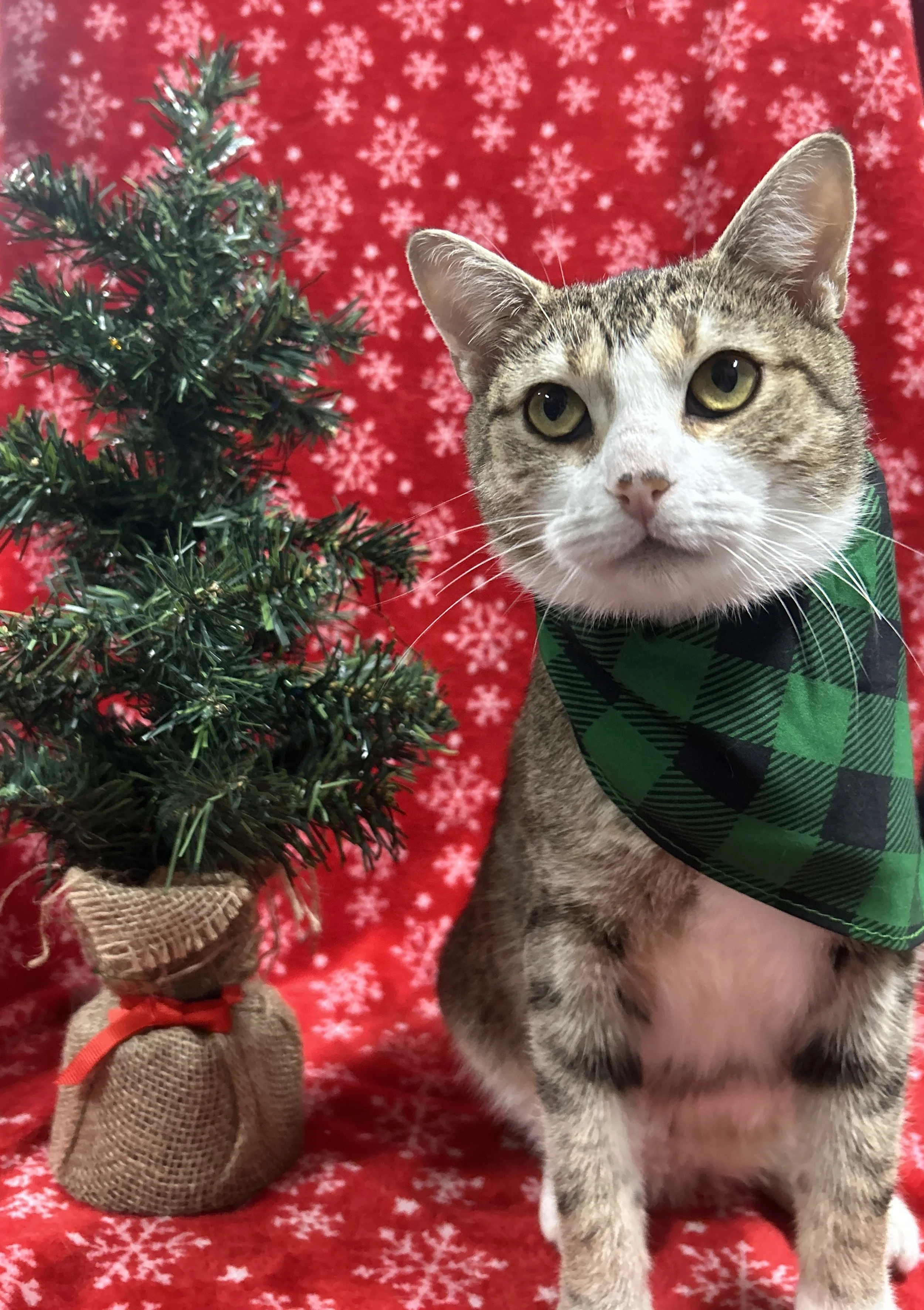 Merlot — Rags to Riches Cat Rescue