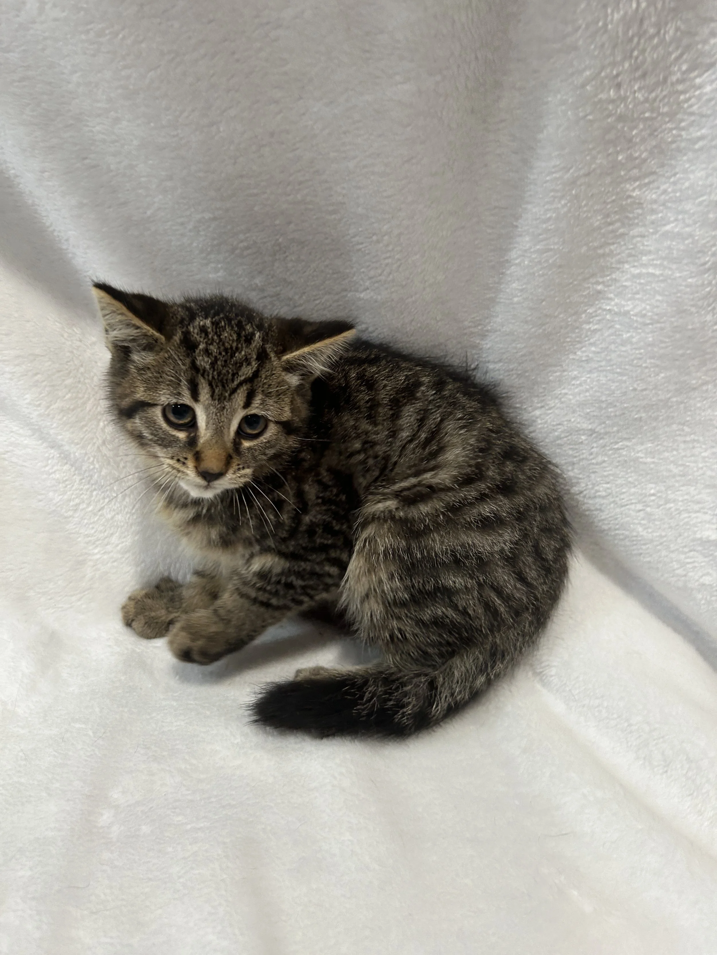 Molson — Rags to Riches Cat Rescue