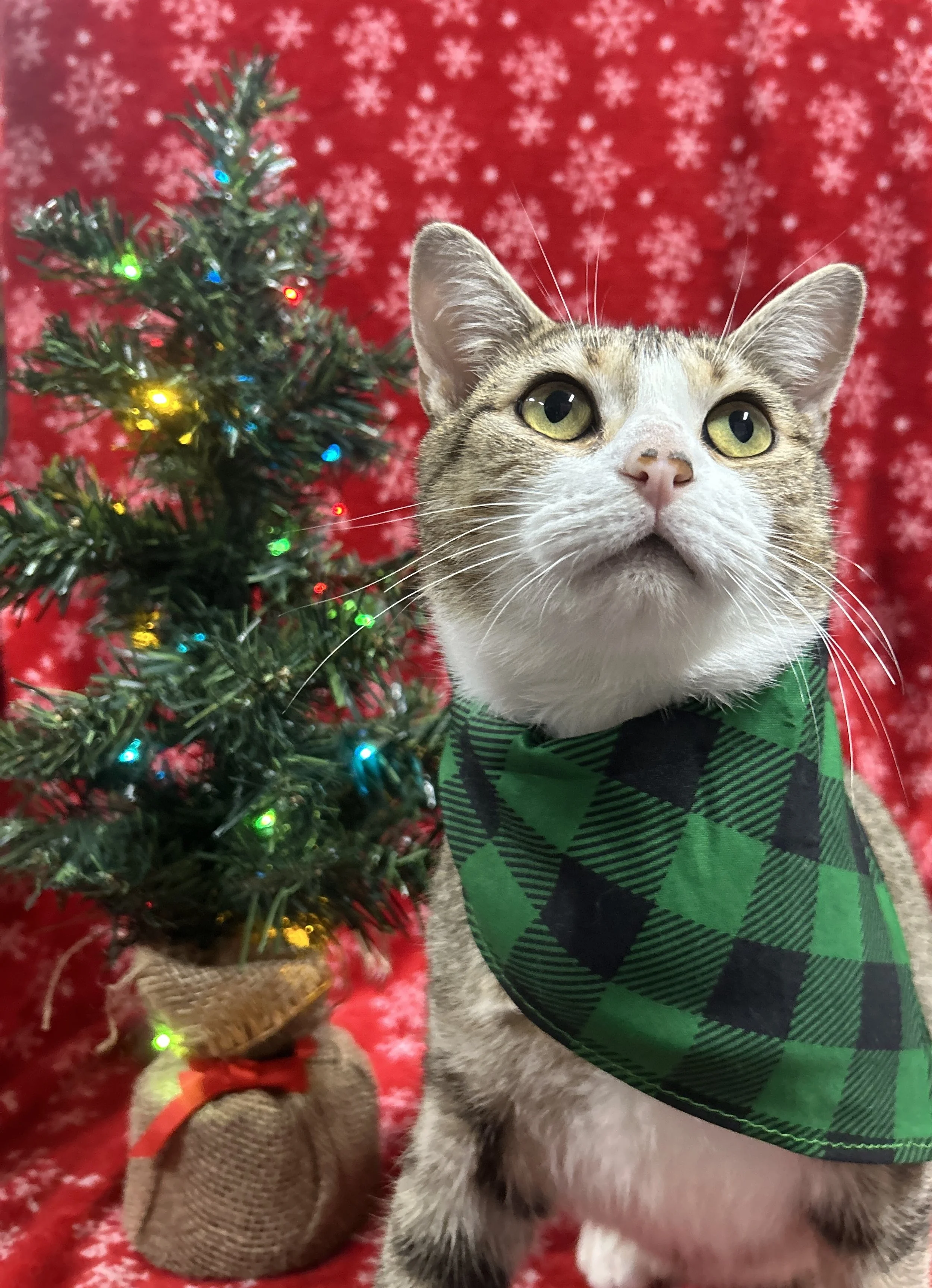 Merlot — Rags to Riches Cat Rescue